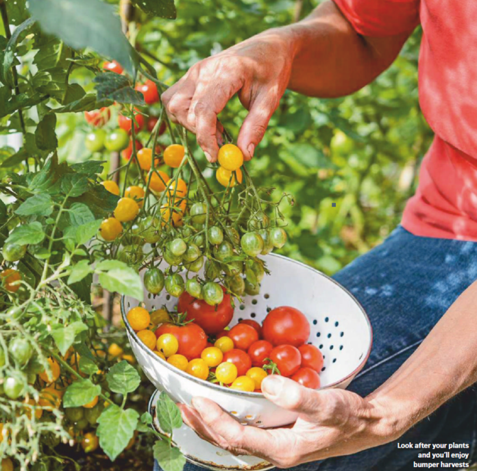 Tomato Growing Tips and Complete Growing Guide - Gardenfrontier