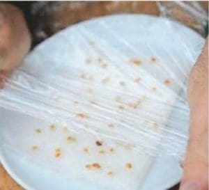 How To Grow Parsnips: Easy 6. Steps Guide