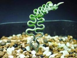 Trachyandra – How To Grow Trachyandra Succulents - Gardenfrontier