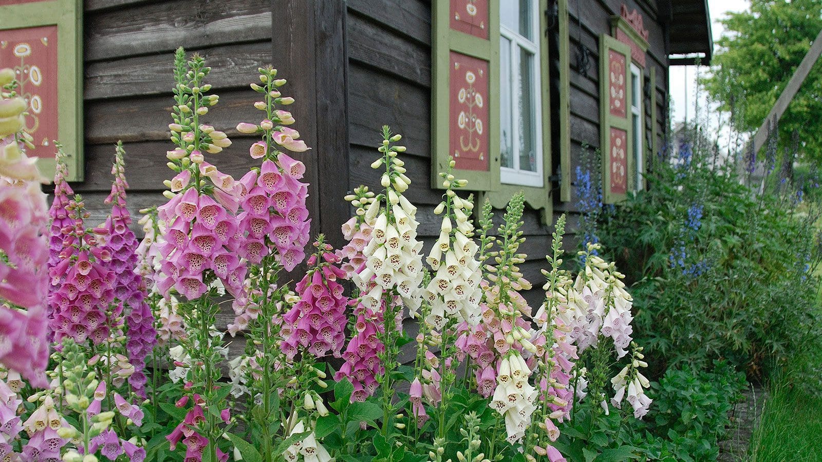 Foxglove Plants -Growing And Care Tips