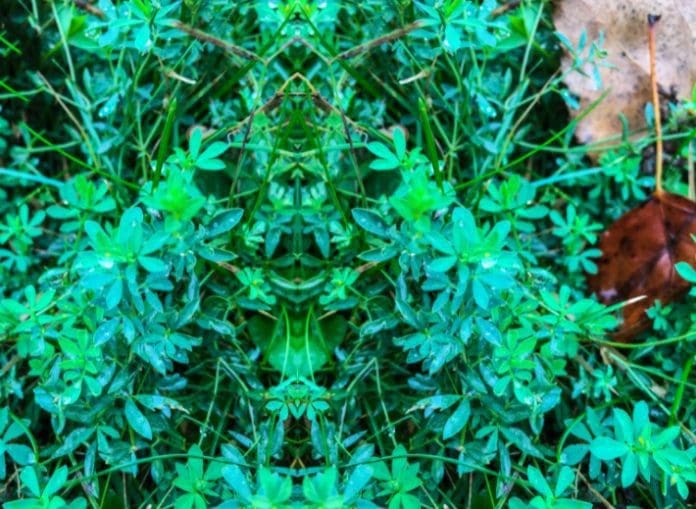 How to Grow Blue Star Creeper: The Ultimate Lawn Alternative (2026)
