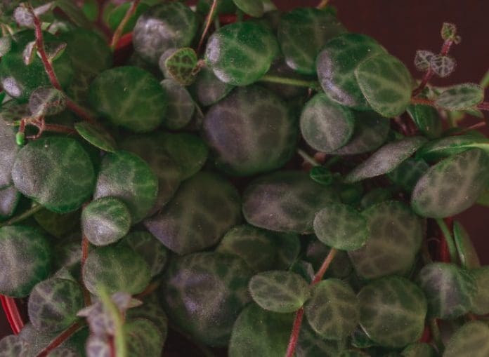 String of Turtles: Growing And Care Tips - Gardenfrontier