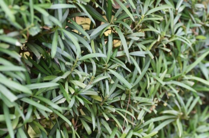 Podocarpus Plant Growing And Essential Info - Gardenfrontier