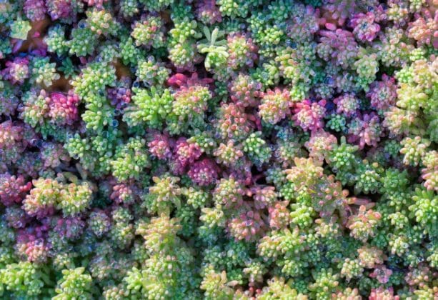 Planting Sedum Mats: How to Install a Sedum Carpet for Driveways & Slopes