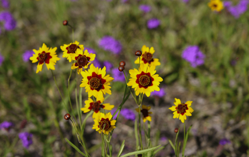 Yellow Daisies: 9 Dazzling Daisy Varieties For Your Garden 9 Best ...
