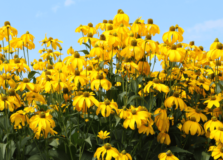 Yellow Daisies: 9 Dazzling Daisy Varieties For Your Garden 9 Best ...