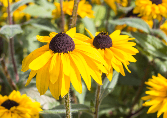 Yellow Daisies: 9 Dazzling Daisy Varieties For Your Garden 9 Best ...