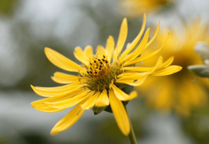 Yellow Daisies: 9 Dazzling Daisy Varieties For Your Garden 9 Best ...