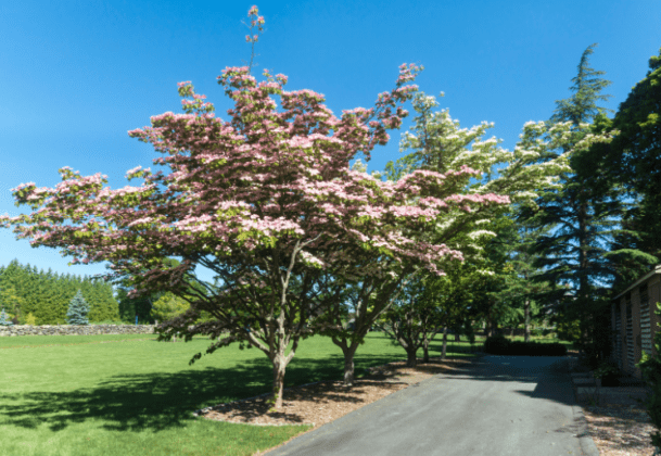 Amazing Chinese Fringe Tree Information Plus Care Tips