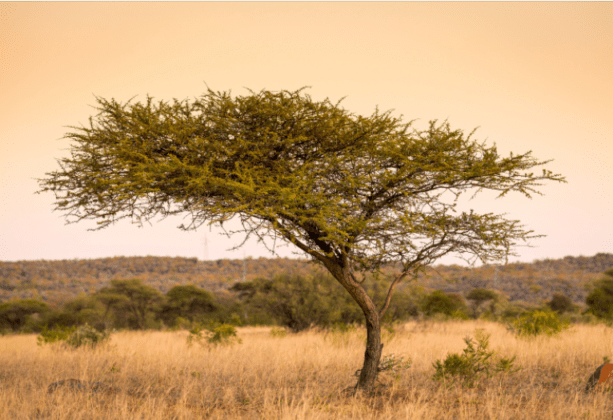 Acacia Wood Tree Information Plus 1 Exclusive Acacia Tree