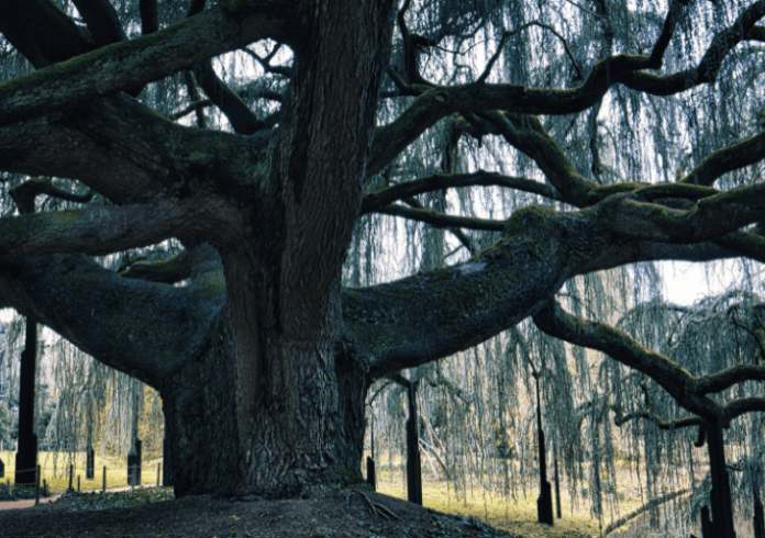 Blue Atlas Cedar Care And Information - Gardenfrontier