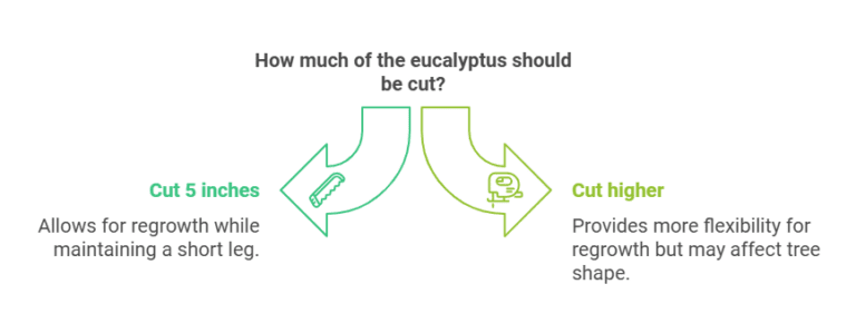 Eucalyptus Pruning Guide: How to Coppice and Pollard Gum Trees (2026)