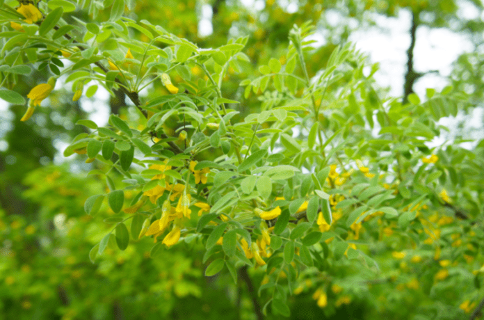 Caragana Pea Tree: Info On Weeping Peatree And Caragana