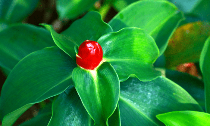 Red Button Ginger Care: How to Grow Costus Woodsonii