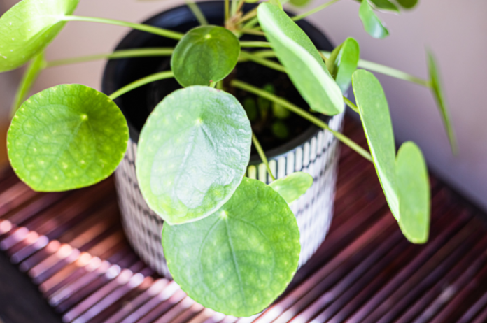 Chinese Money Plant: 4 Easy Houseplants To Propagate - Gardenfrontier