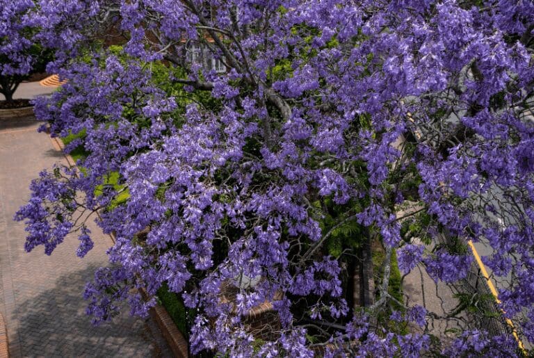 Jacaranda Tree Growing: How Fast Does Jacaranda Tree Grow - Gardenfrontier