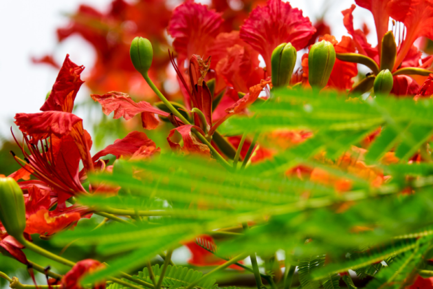 Flame Tree Is The Brightest Tree In The World: 8 Most Spectacular Trees ...