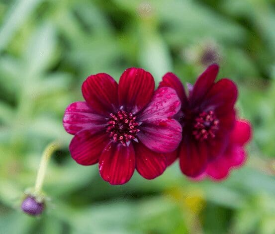 Chocolate Flower: 9 Delicious Chocolate Scent Flowers
