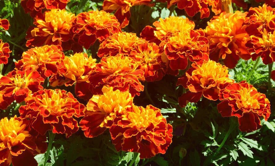 Can Marigolds Ward Off Garden Pests? 4 Amazing Benefits Having ...