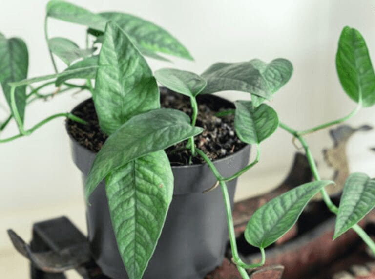 Cebu Blue Pothos: A Low-Maintenance Indoor Plant That Adds Beauty to ...
