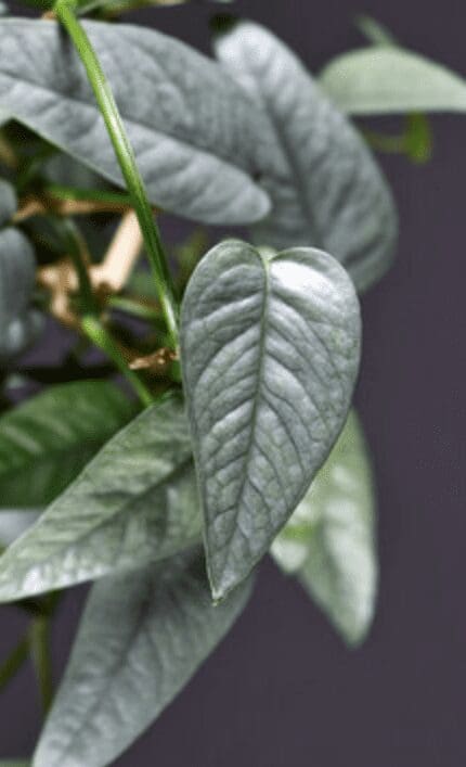 Cebu Blue Pothos: A Low-Maintenance Indoor Plant That Adds Beauty to ...