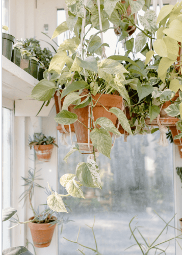 The Top Guide to Growing and Caring for Pothos: Thriving Indoor Plants ...