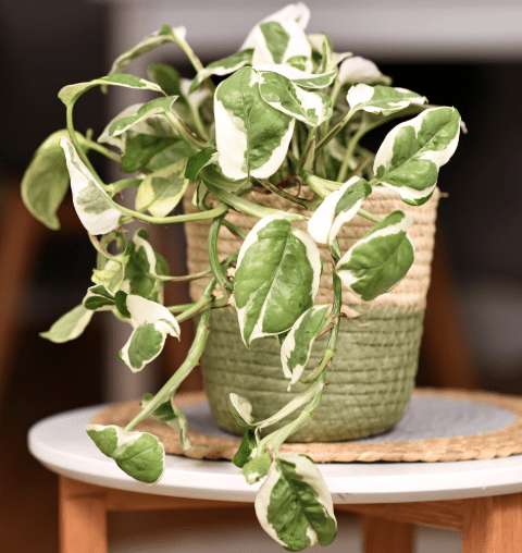 The Top Guide to Growing and Caring for Pothos: Thriving Indoor Plants ...