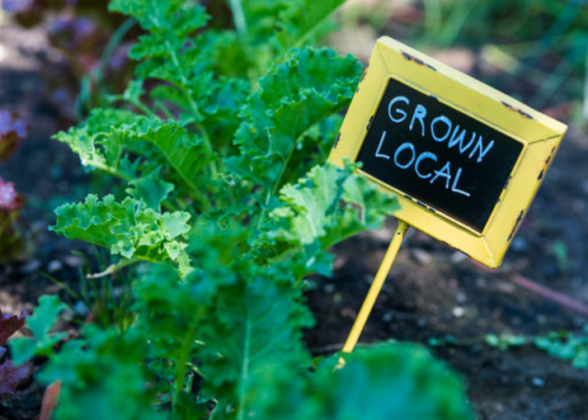 How to Start a Community Garden in 8 Easy Steps