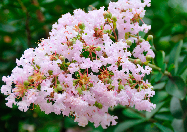 Black Diamond Crape Myrtles: 6 Most Popular Varieties