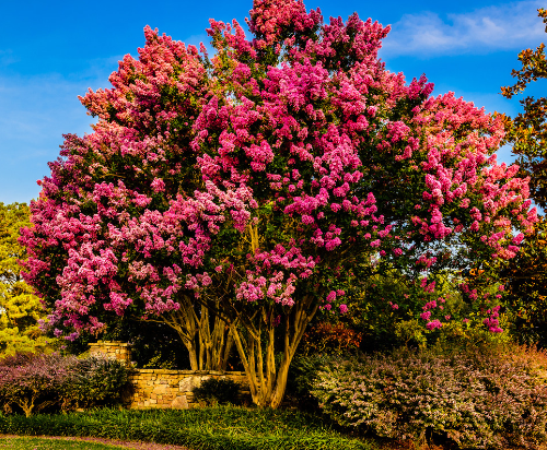 Black Diamond Crape Myrtles: 6 Most Popular Varieties