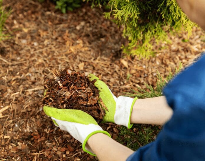 Winter Care for Blueberry Plants: How to Avoid Winter Damage
