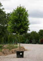 21 Holly Trees and Shrub Species: In-Depth Look