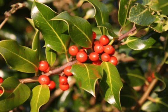 21 Holly Trees and Shrub Species: In-Depth Look - Gardenfrontier