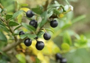 21 Holly Trees and Shrub Species: In-Depth Look