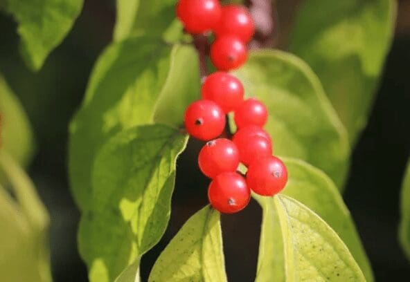 21 Holly Trees and Shrub Species: In-Depth Look