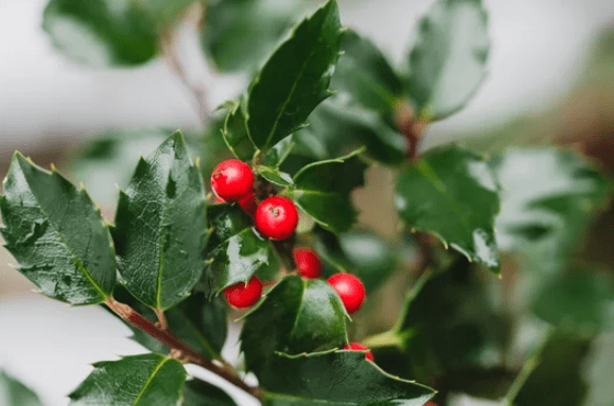 21 Holly Trees and Shrub Species: In-Depth Look
