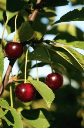The Secret to Growing a Thriving Cherry Bush