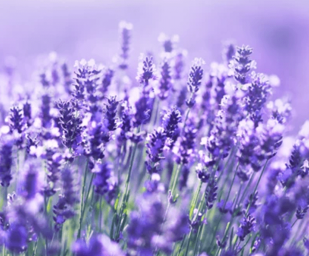 French Lavender vs. English Lavender: What’s the Difference?