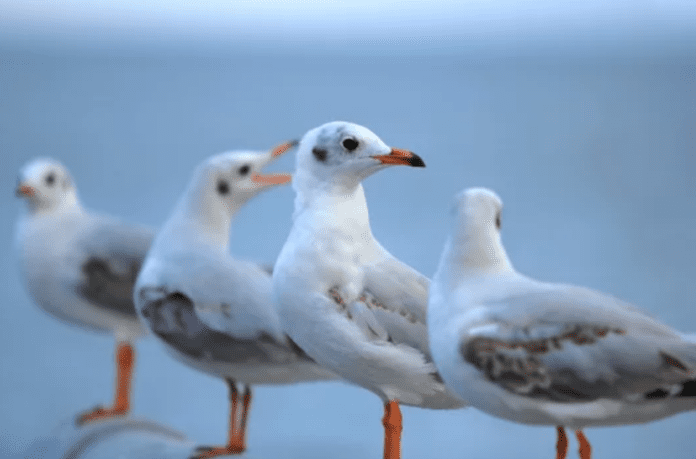 Flock Names of Birds: An In-depth Journey into Avian Terminology
