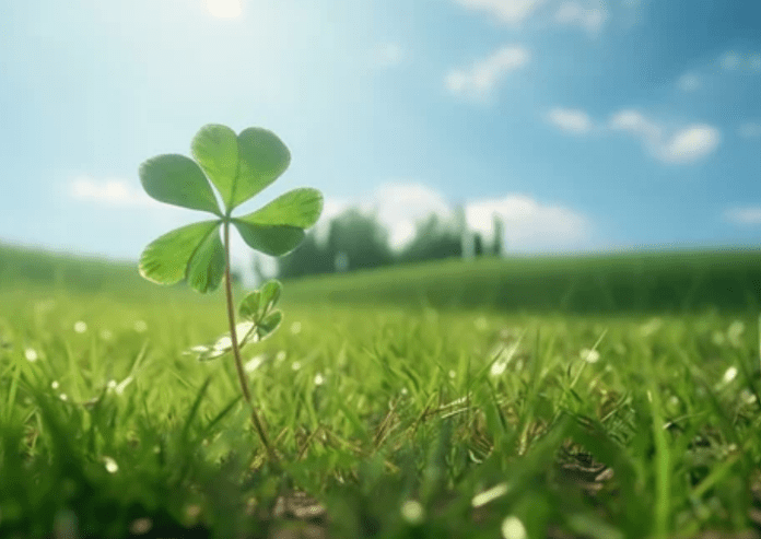 Mastering Shamrock Plant Care: Cultivating Luck in Your Indoor Garde ...