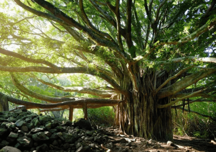 Growing a Banyan Tree: Expert Tips for Success