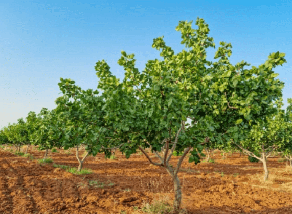 Growing Pistachio Trees: Essential Tips for Healthy Growth