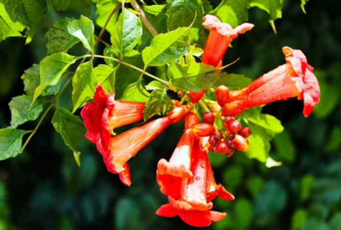 Trumpet Vines Care: Tips for Beautiful Blooms