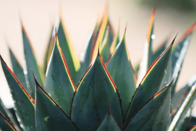 Agave Blue Glow: A Versatile and Hardy Plant