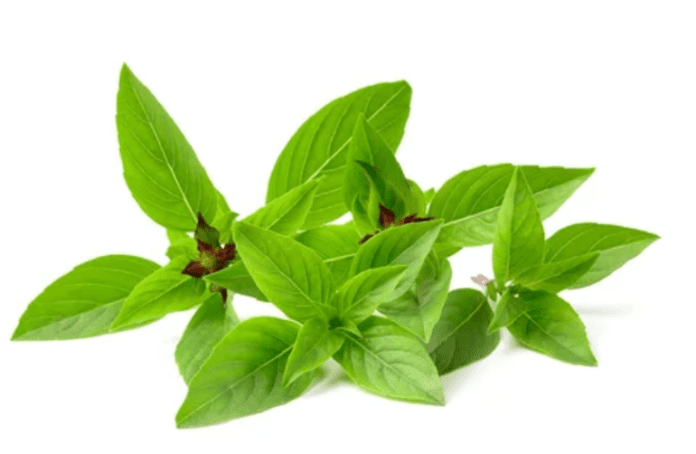 How to Grow Thai Basil: Plus 4 Delicious Recipes