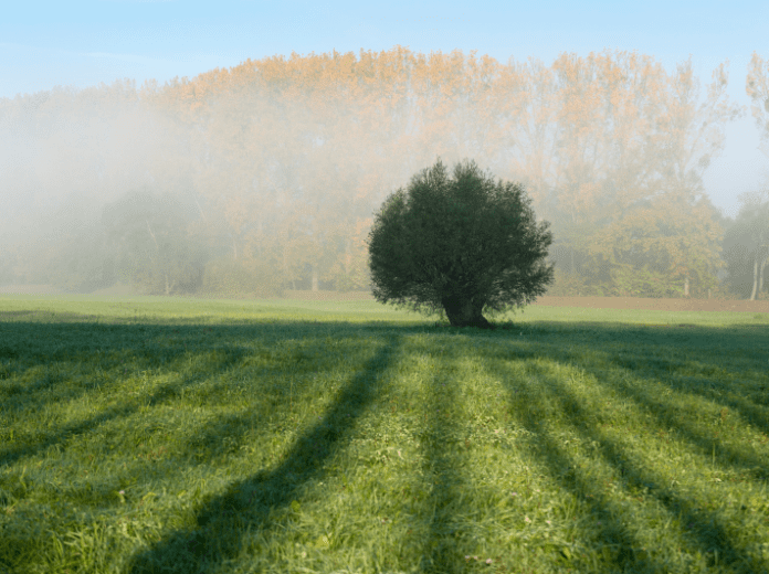 White Willow Secrets: Fast Growth, Stunning Looks, and Hidden Dangers