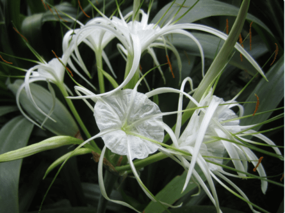 Spider Lily: Meaning, White vs Red Types, Planting and Blooming Tips ...