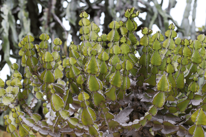 Thriving African Milk Tree: Simple Steps to a Healthy Plant ...