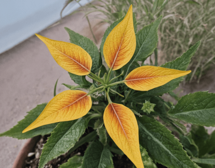 Sun Star Plant Leaves Turning Yellow? Here’s How to Fix It