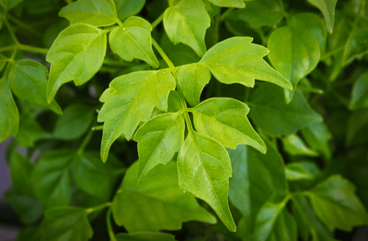Caring for Your China Doll Plant: A Detailed Guide